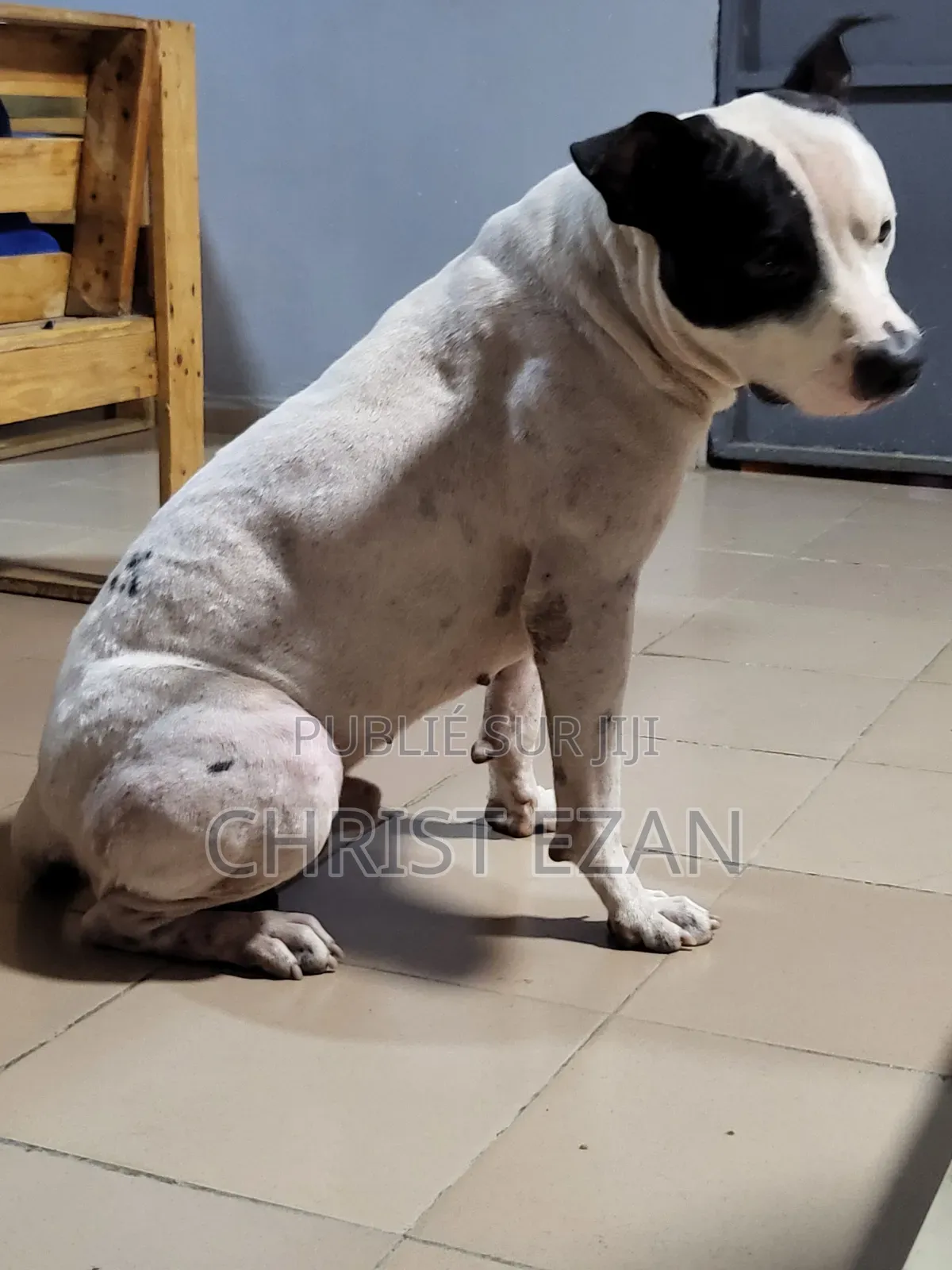 Plus d’un an Homme Pure race Staffordshire Bull Terrier in Yopougon ...