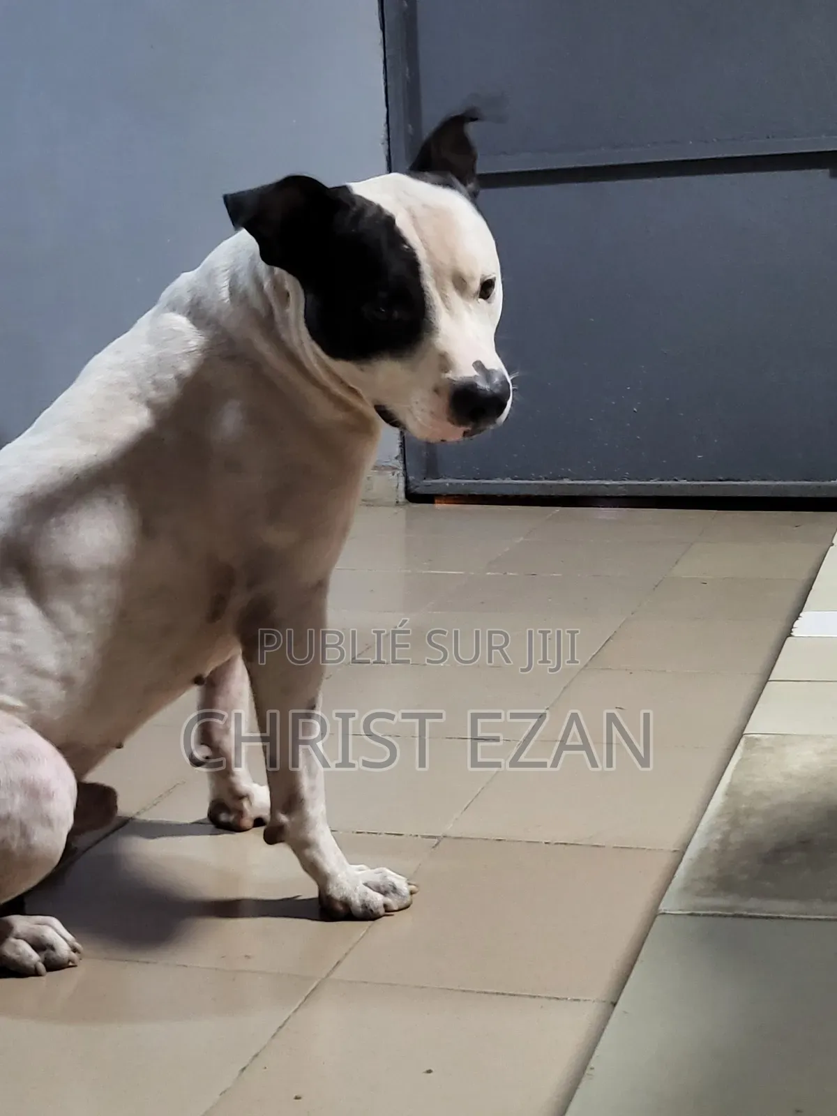 Plus d’un an Homme Pure race Staffordshire Bull Terrier in Yopougon ...