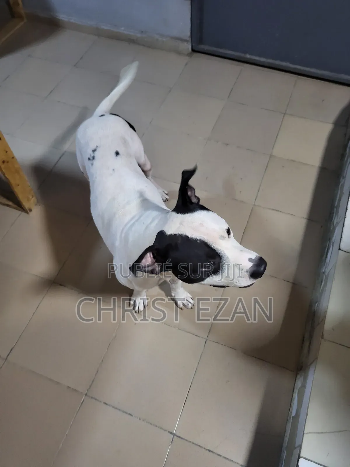 Plus d’un an Homme Pure race Staffordshire Bull Terrier in Yopougon ...