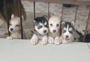 0-1 mois Homme Pure race Siberian Husky in Cocody - Chiens & Chiots ...
